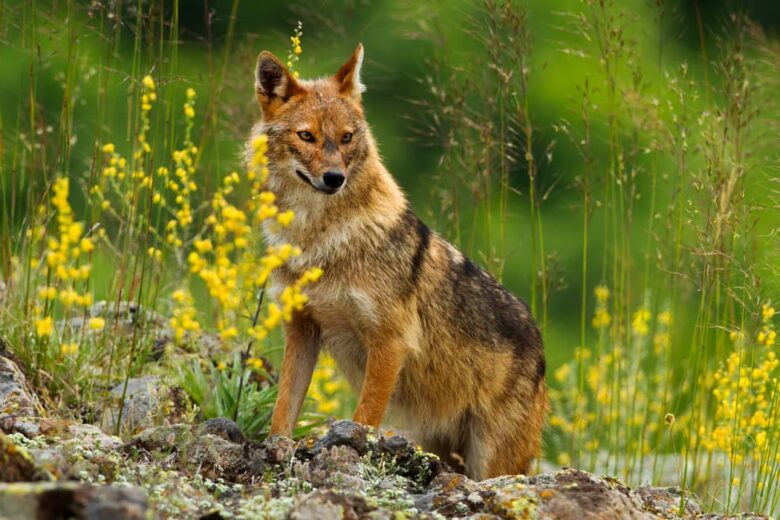 🐺 Chacal: Características y Curiosidades » Animales Salvajes