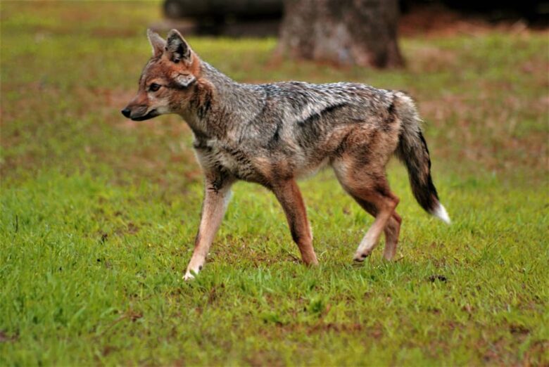 🐺 Chacal: Características y Curiosidades » Animales Salvajes
