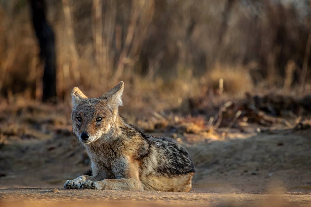 🐺 Chacal: Características y Curiosidades » Animales Salvajes
