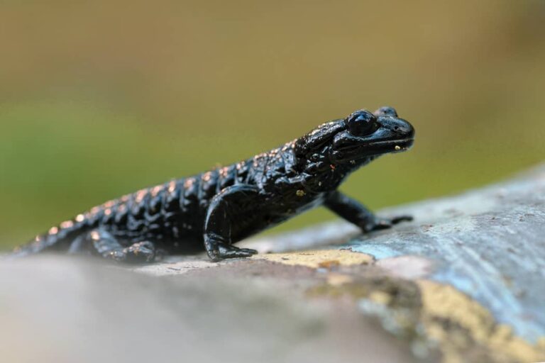 🦎 Salamandra: Características y Curiosidades » Animales Salvajes