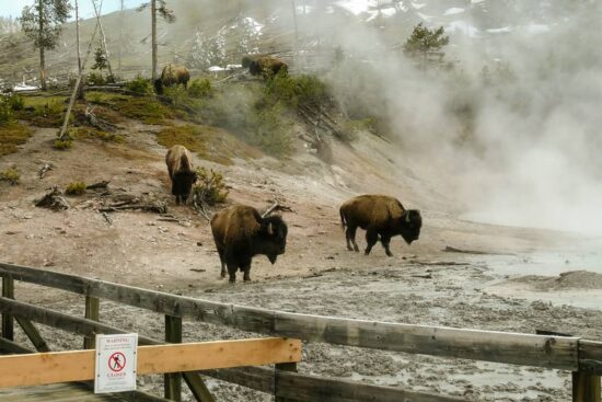 ⊛ Bisonte: Características y Curiosidades » Animales Salvajes