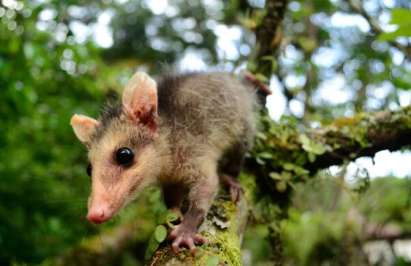 Zarigüeya: Características y Curiosidades » Animales Salvajes