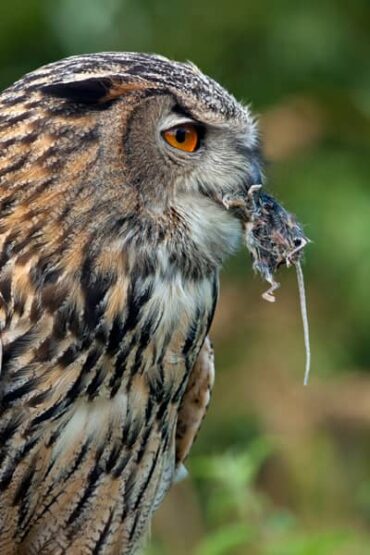🦉 Búho: Características y Curiosidades » Animales Salvajes