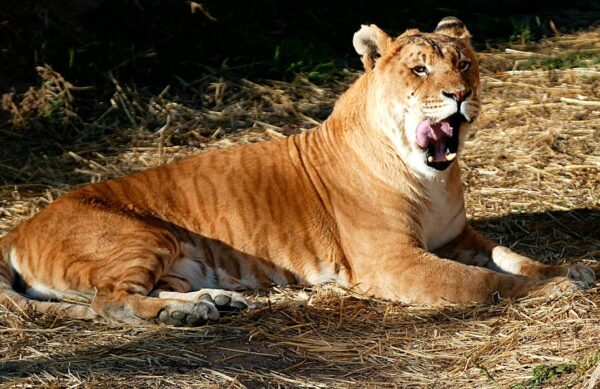 🦁 Tigre: Características y Curiosidades » Animales Salvajes