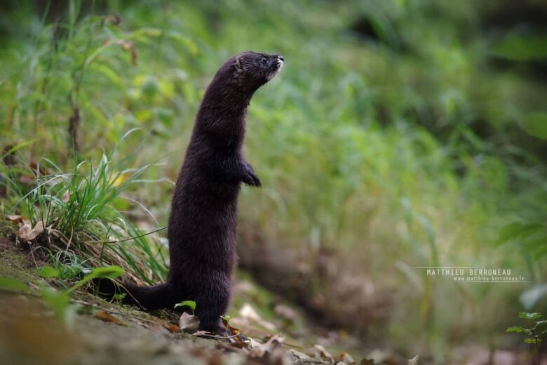 🦡 Visón Europeo: Características y Curiosidades » Animales Salvajes