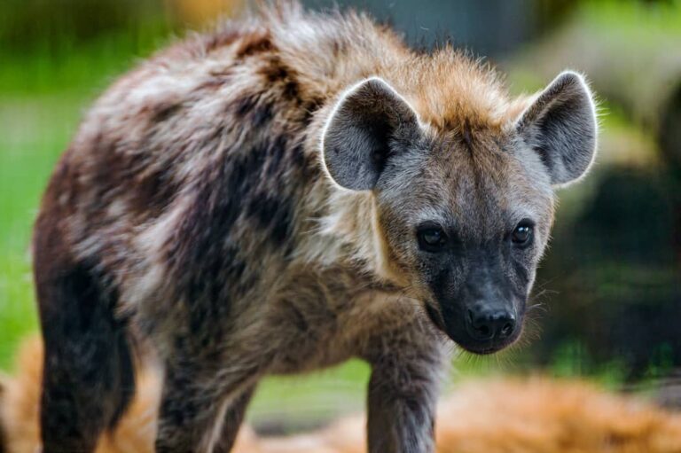 🐻 Hiena Manchada: Características » Animales Salvajes