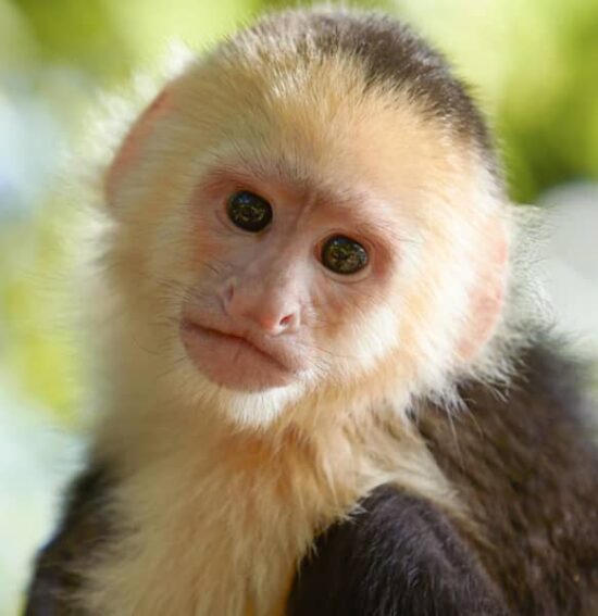 🐒 Mono Capuchino o Carablanca: Características » Animales Salvajes