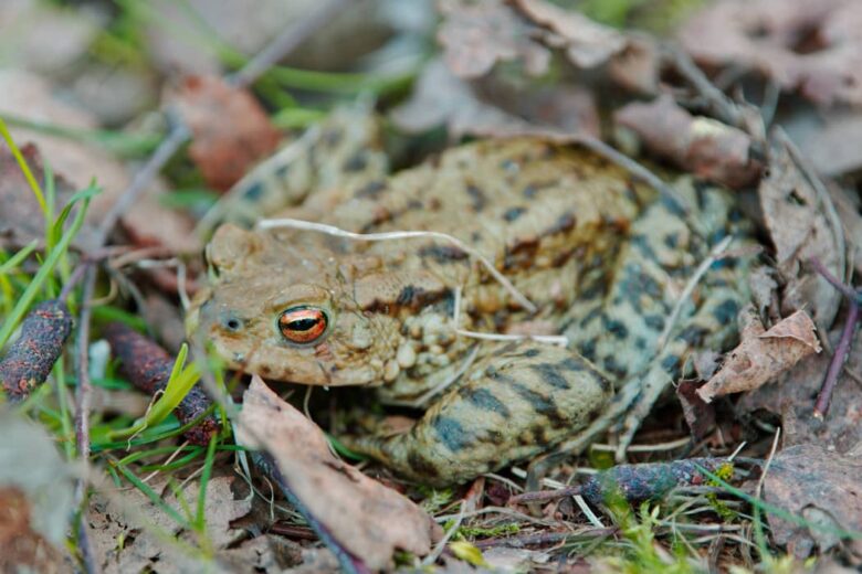 🐸 Sapo Común: Características y Curiosidades » Animales Salvajes