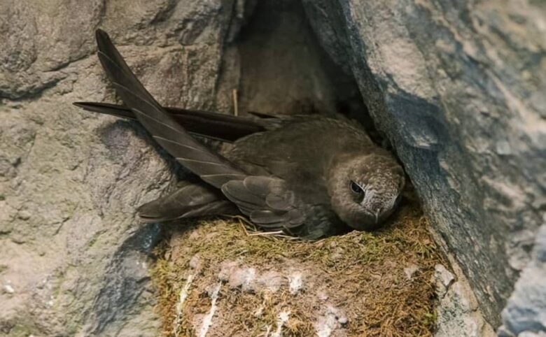 🐦Vencejo: Características y Curiosidades » Animales Salvajes