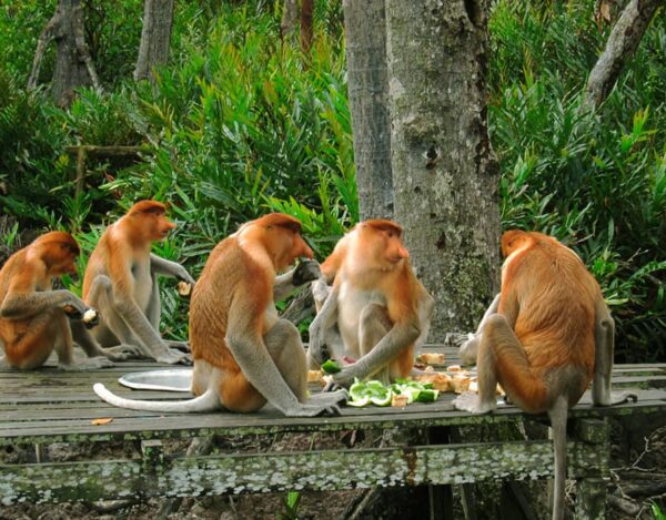 🐒 Mono Narigudo: Todo a Conocer » Animales Salvajes