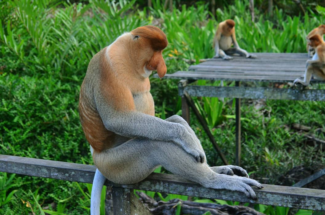 🐒 Mono Narigudo: Todo a Conocer » Animales Salvajes