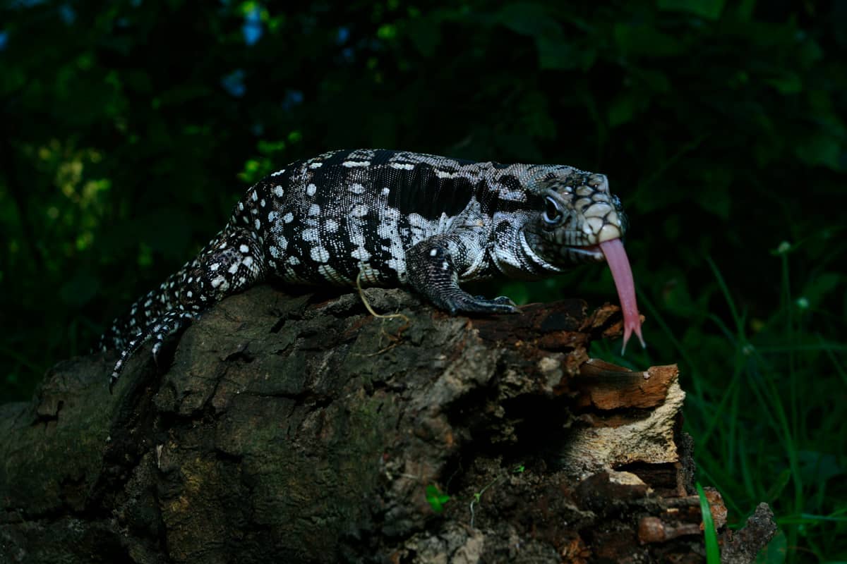 🦎 Lagarto Overo: Características y Curiosidades » Animales Salvajes