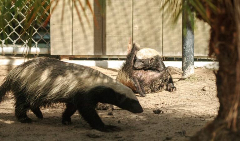 🦡 Tejón de la Miel: Características y Curiosidades » Animales Salvajes