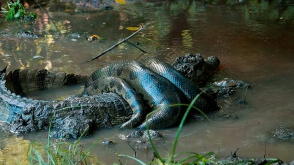 🐍 Anaconda: Características y Curiosidades » Animales Salvajes