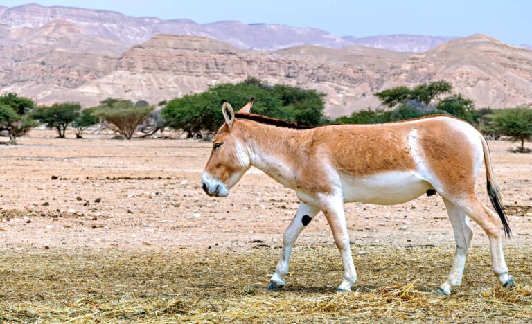 🐴 Onagro: Características del Asno Salvaje » Animales Salvajes