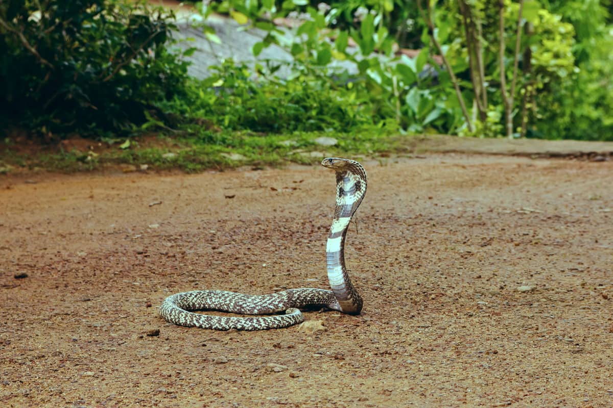 🐍 Cobra Real: Características y Curiosidades » Animales Salvajes