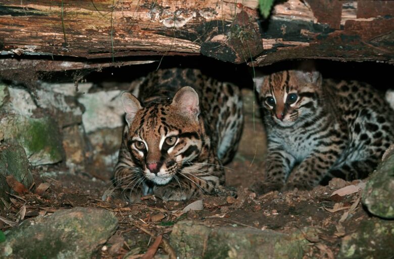 🐆 Ocelote: Características y Curiosidades » Animales Salvajes