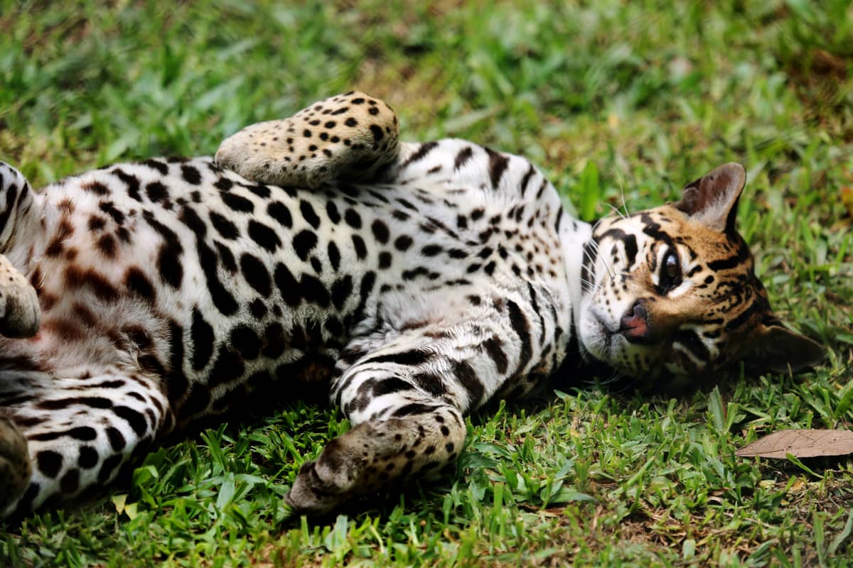 🐆 Ocelote: Características y Curiosidades » Animales Salvajes