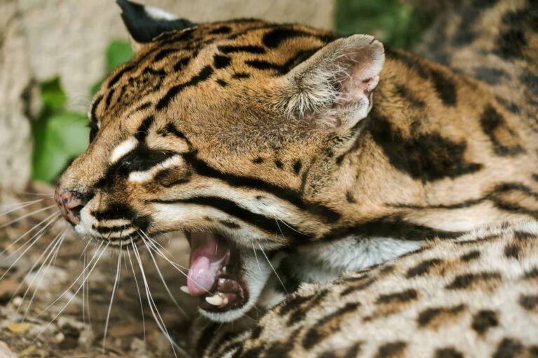🐆 Ocelote: Características y Curiosidades » Animales Salvajes