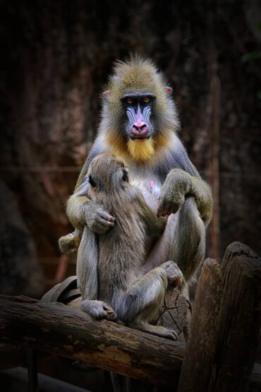🐒 Mandril: Características y Curiosidades » Animales Salvajes