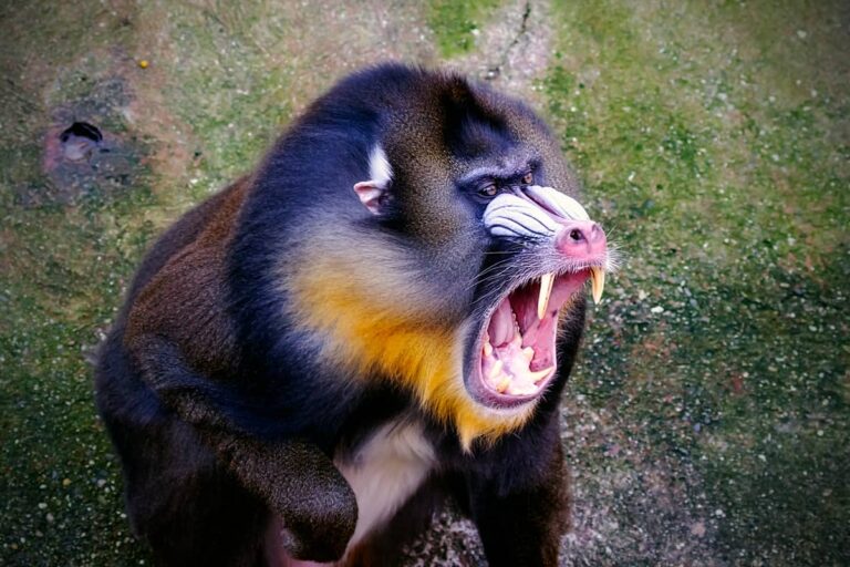 🐒 Mandril: Características y Curiosidades » Animales Salvajes