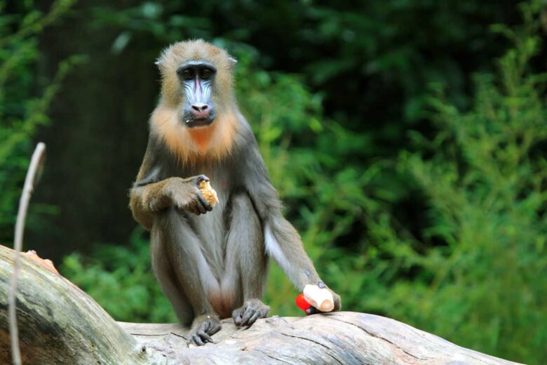 🐒 Mandril: Características y Curiosidades » Animales Salvajes