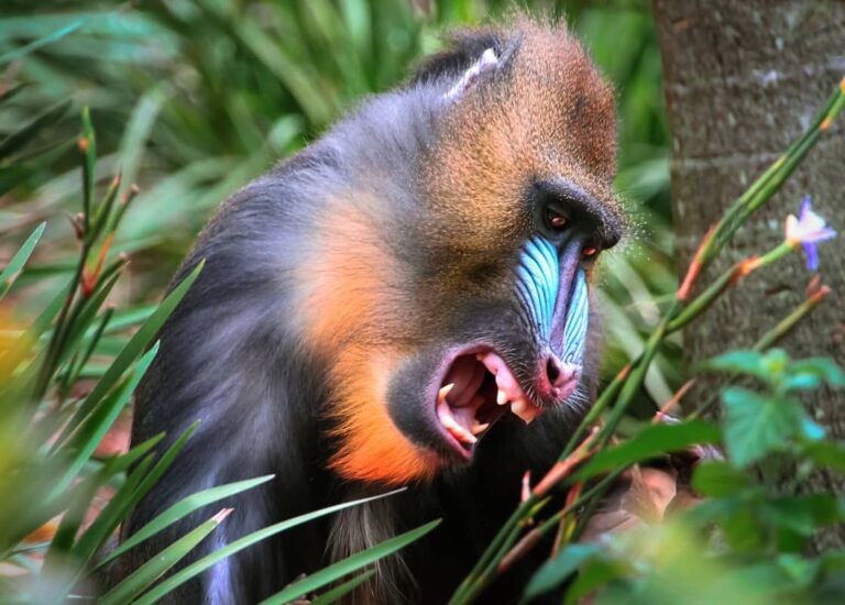 🐒 Mandril: Características y Curiosidades » Animales Salvajes