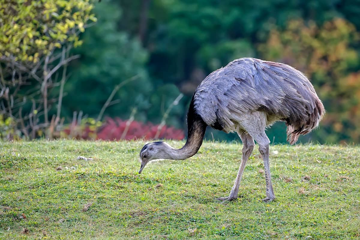 🪶 Ñandú: Características y Curiosidades » Animales Salvajes