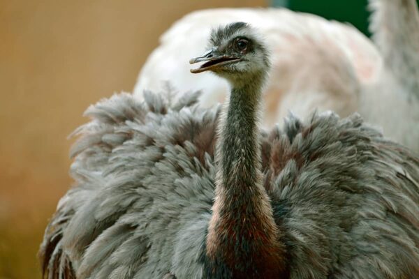 🪶 Ñandú: Características y Curiosidades » Animales Salvajes