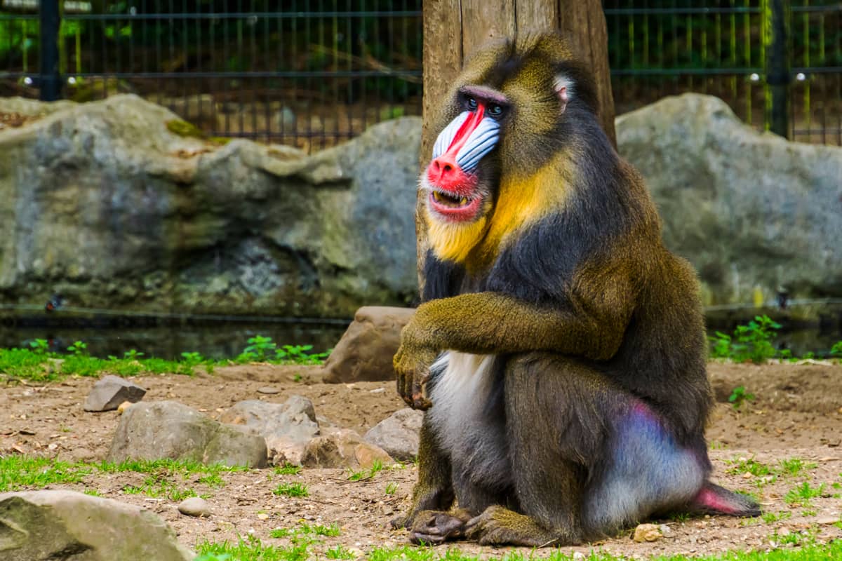🐒 Mandril: Características y Curiosidades » Animales Salvajes