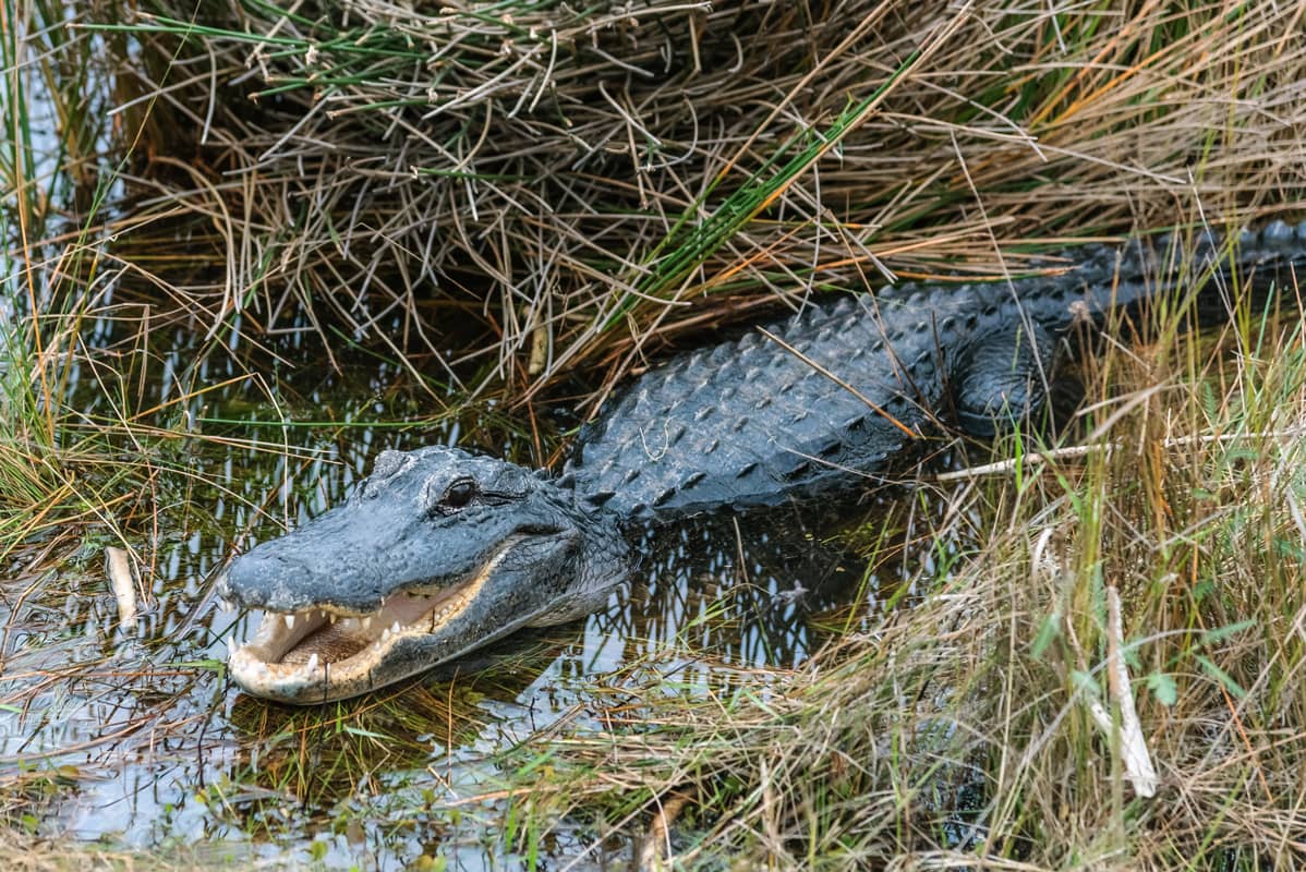 🐊 Aligátor: Características y Curiosidades » Animales Salvajes