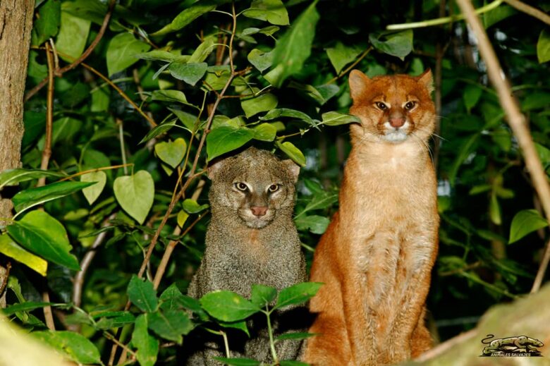 🐆 Yaguarundí: Todo Sobre Este Animal » Animales Salvajes