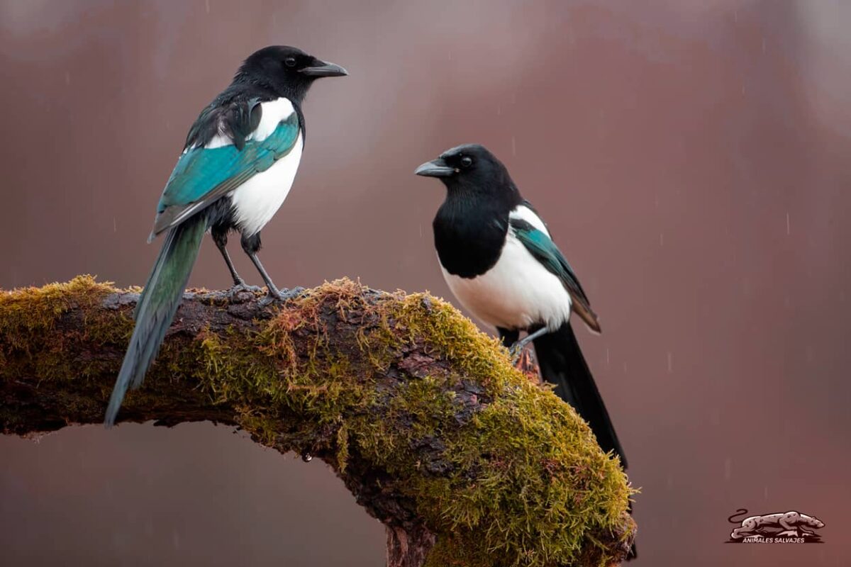 🐦‍⬛ Urracas: Todo lo que Necesitas Saber » Animales Salvajes