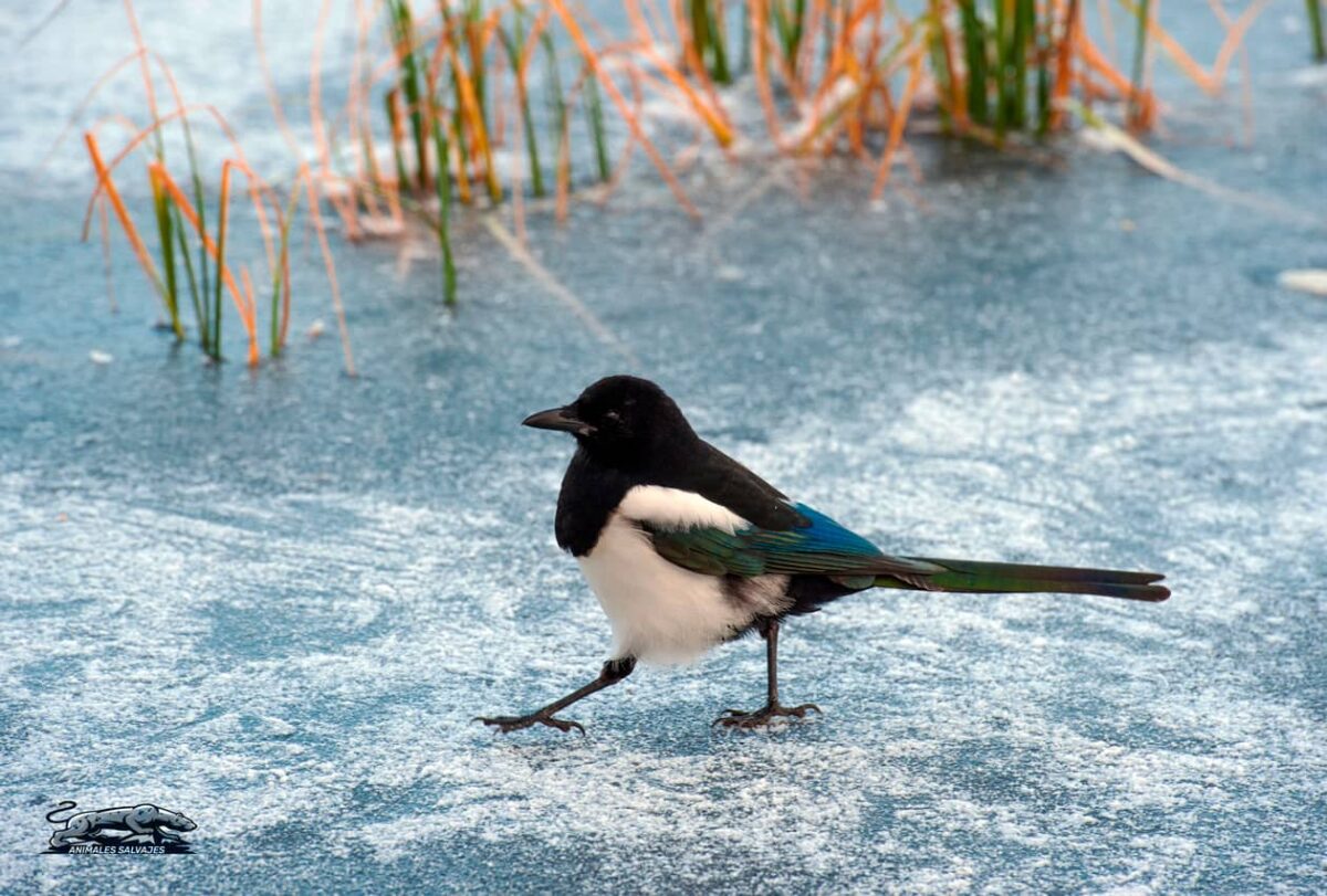 🐦‍⬛ Urracas: Todo lo que Necesitas Saber » Animales Salvajes